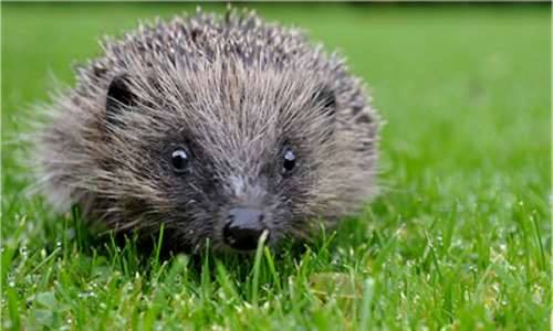 Hedgehog Project comes to Rothbury – Northumberland Green Hub
